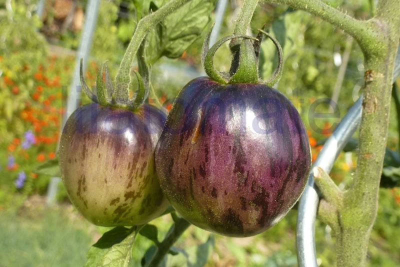 Leckere Tomaten